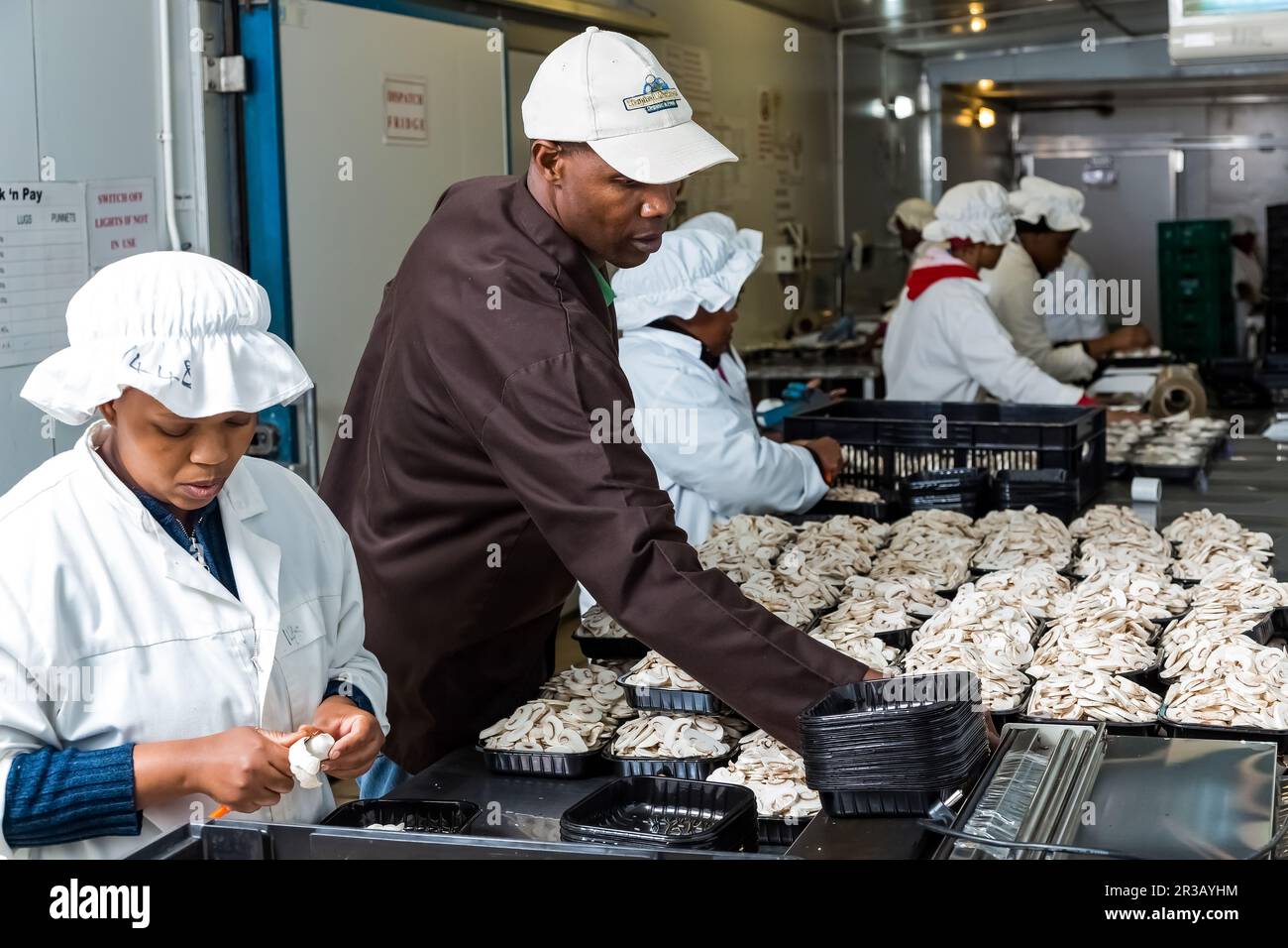 Inside a Commercial Mushroom Farm and packaging facility Stock Photo ...