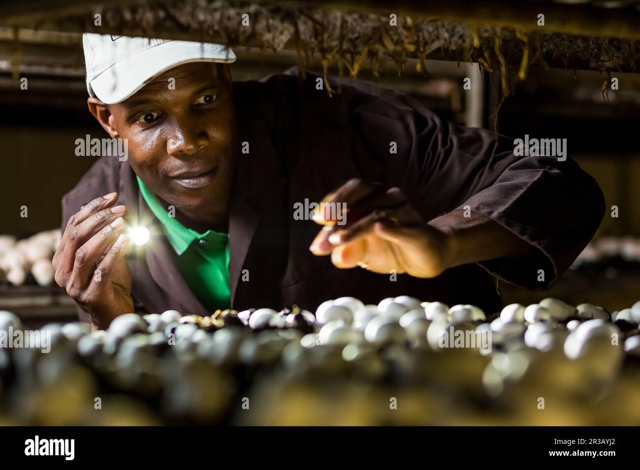 Commercial production of mushrooms hi-res stock photography and images ...
