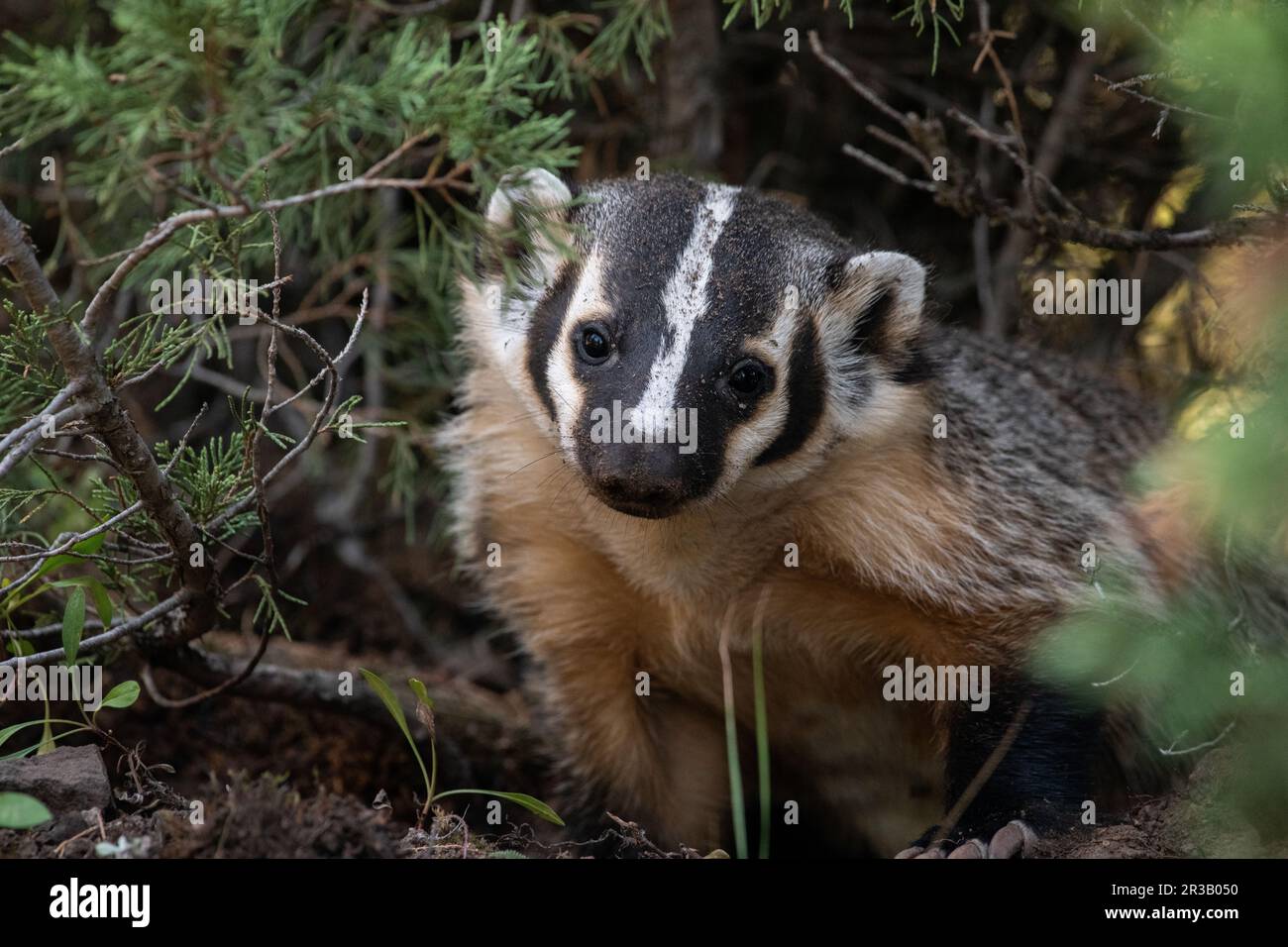 American badger in the wild Stock Photo - Alamy