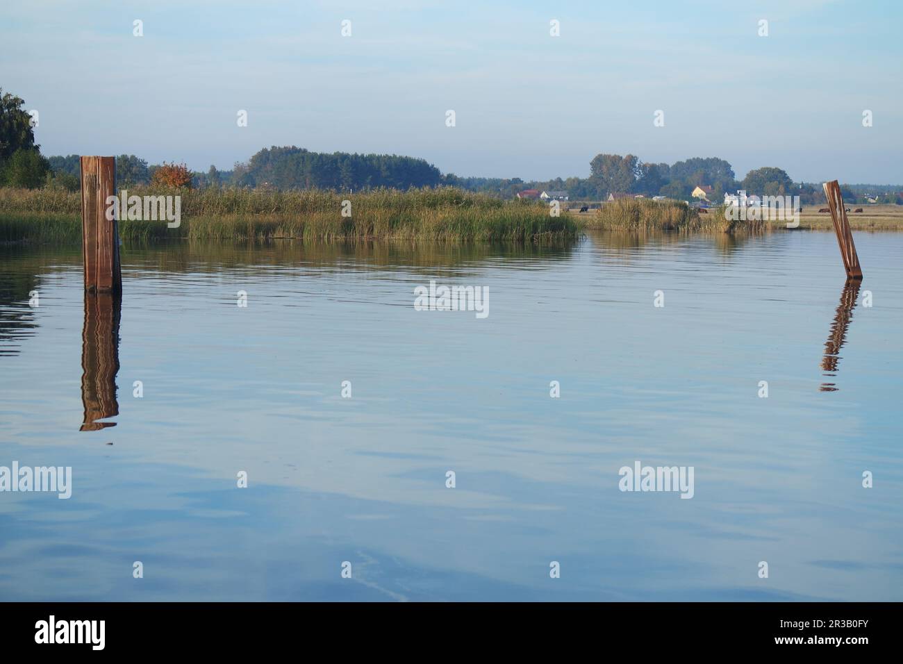 Stara swina hi-res stock photography and images - Alamy