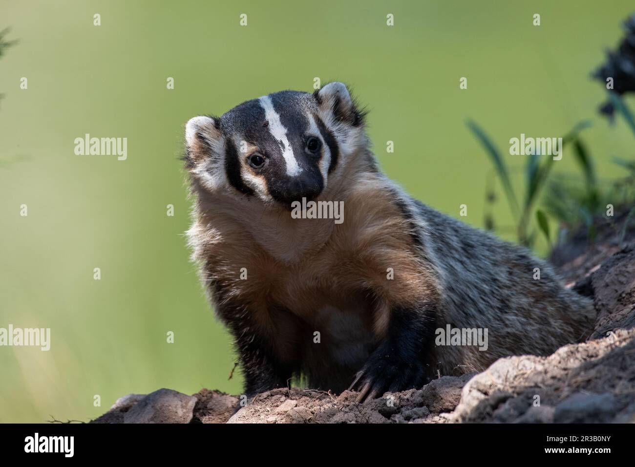 American badger in the wild Stock Photo - Alamy