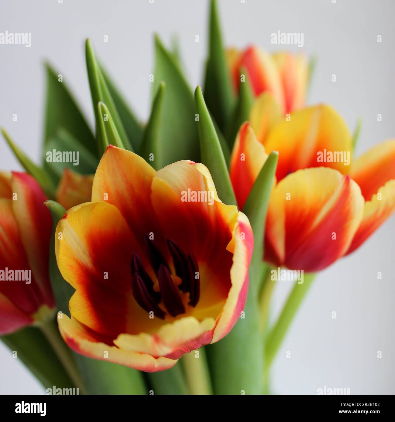 Square Photo Of Selectively Bred Tulips In Bloom With Red And Yellow ...