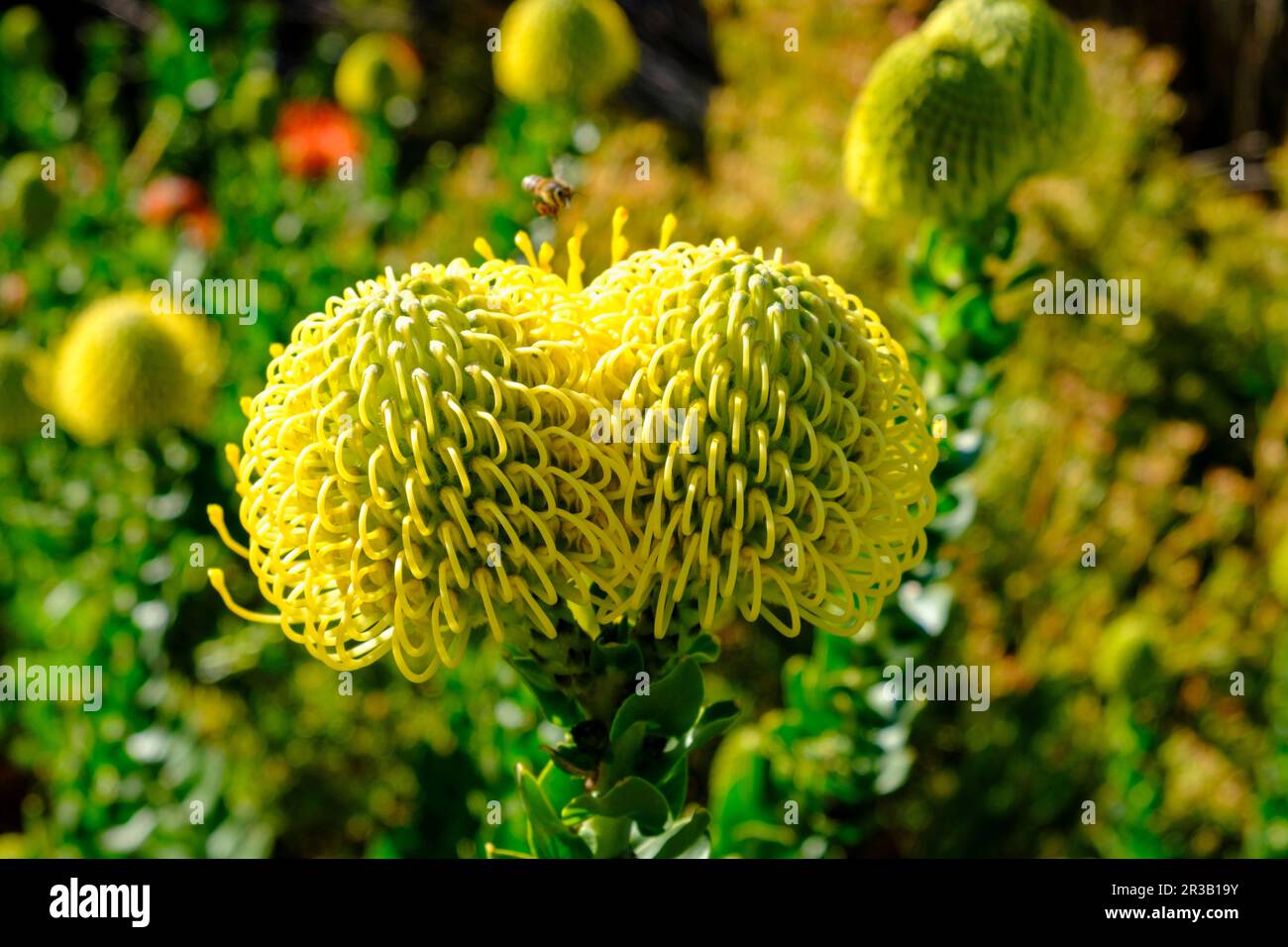 Pincushion flower hi-res stock photography and images - Alamy