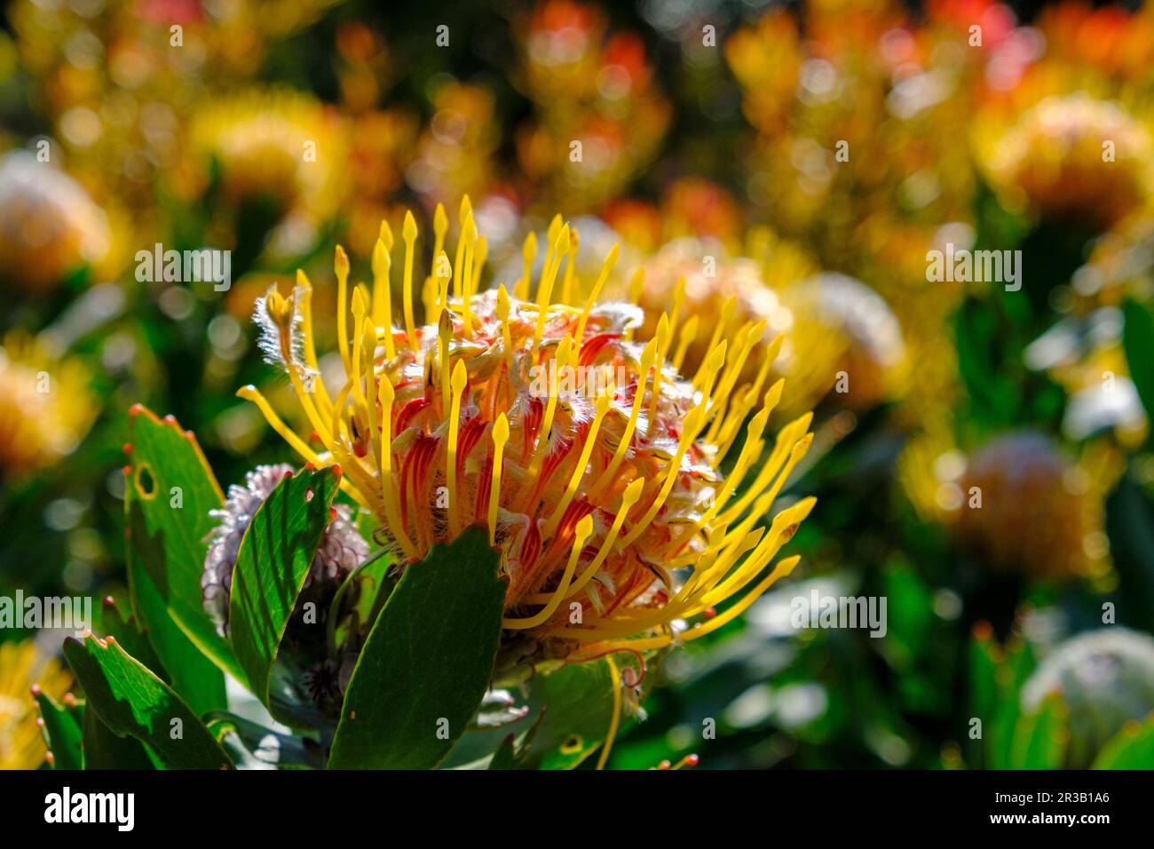 Pincushion flower hi-res stock photography and images - Alamy