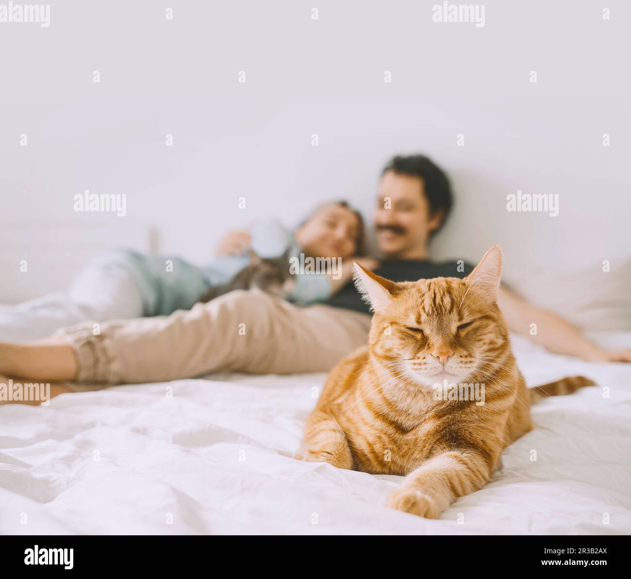 Cat sitting on bed with couple in background Stock Photo - Alamy