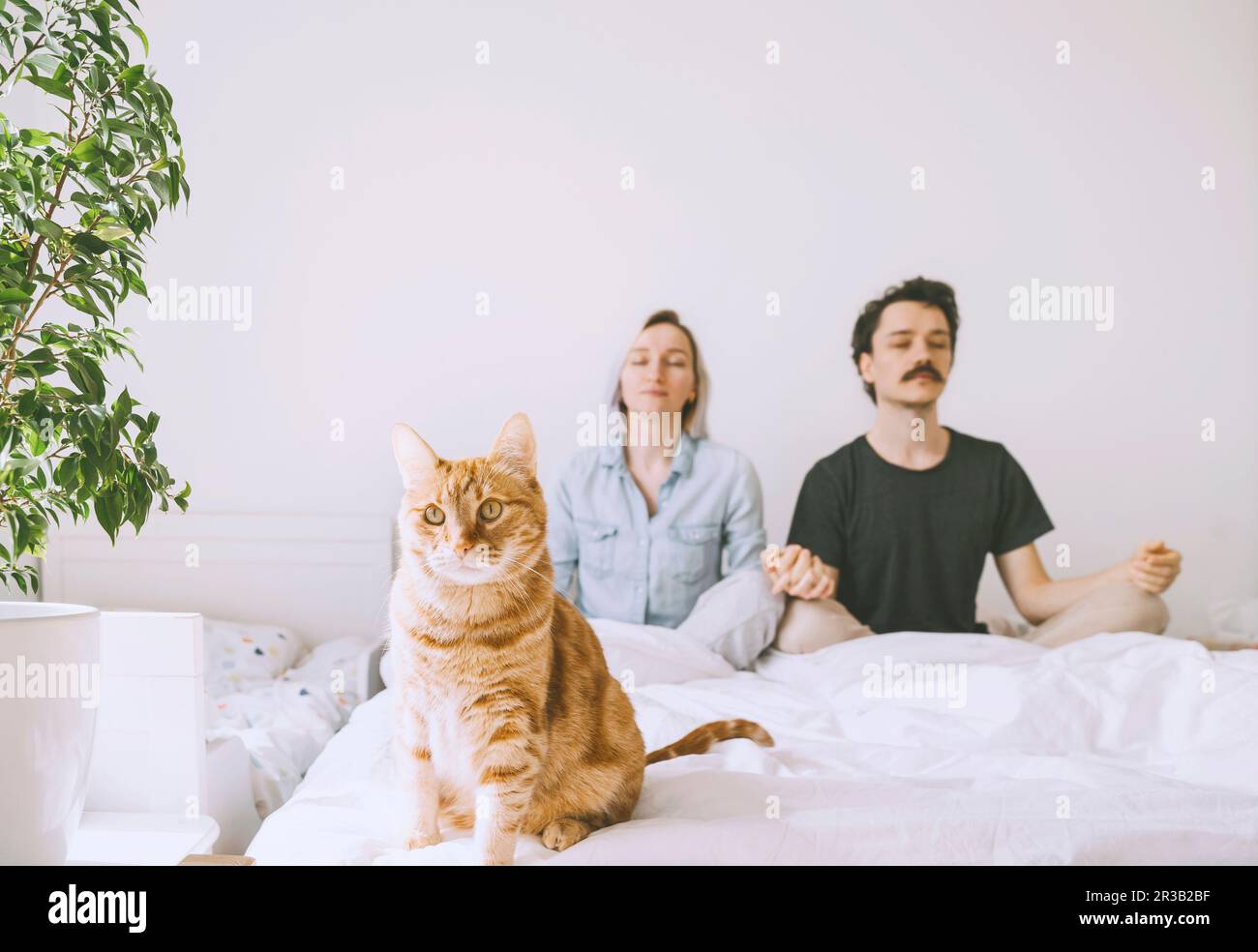 Cat sitting on bed with couple meditating in background Stock Photo - Alamy