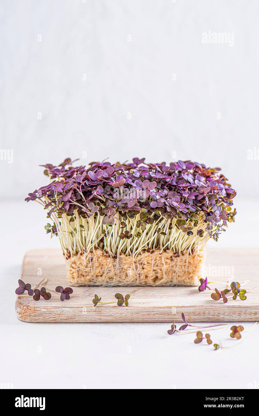 Microgreens, red mustard cress Stock Photo - Alamy