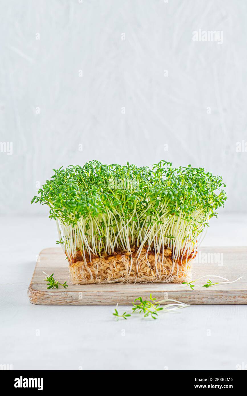 Microgreens, greek cress Stock Photo - Alamy