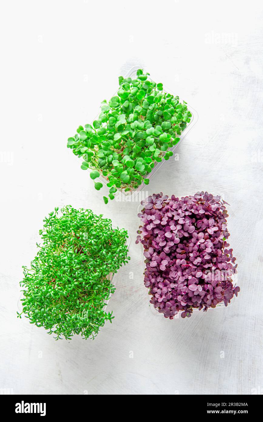 Assorted microgreens hi-res stock photography and images - Alamy