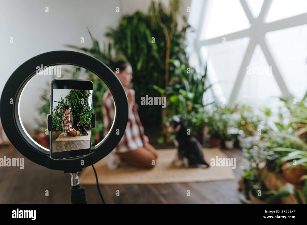 Smart phone mounted on ring light filming woman vlogging with dog at ...