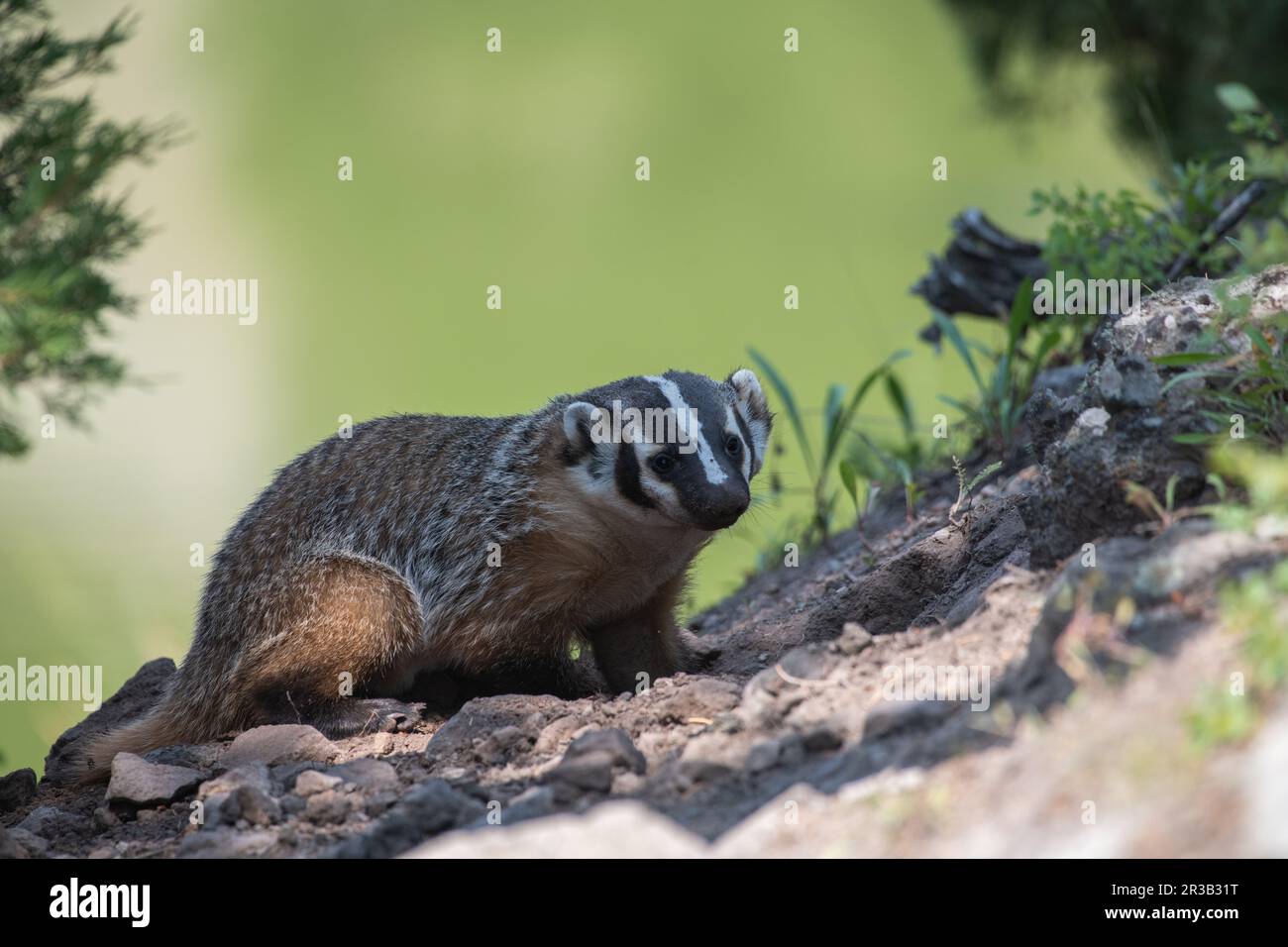 American badger in the wild Stock Photo - Alamy