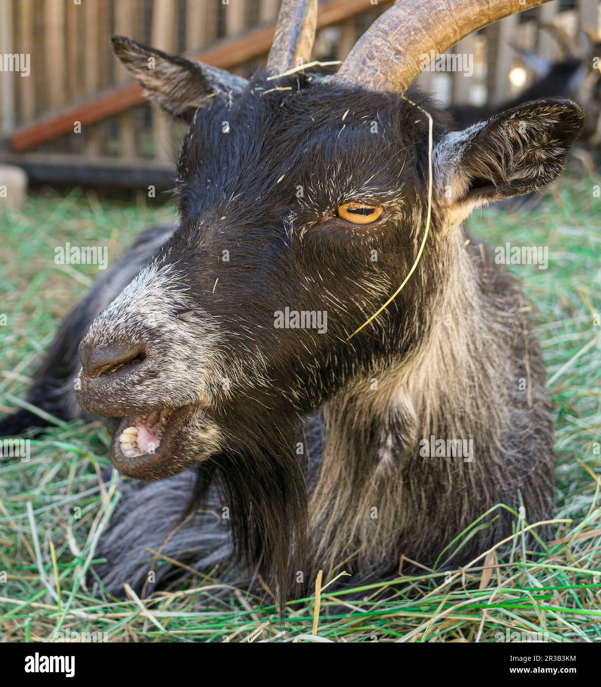Moose face up close hi-res stock photography and images - Alamy