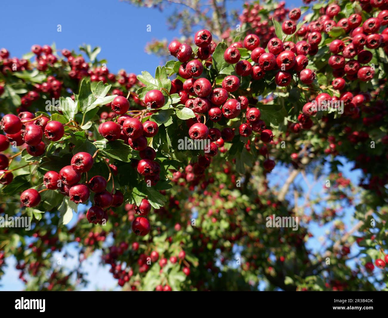Hawthorn fruits hi-res stock photography and images - Alamy