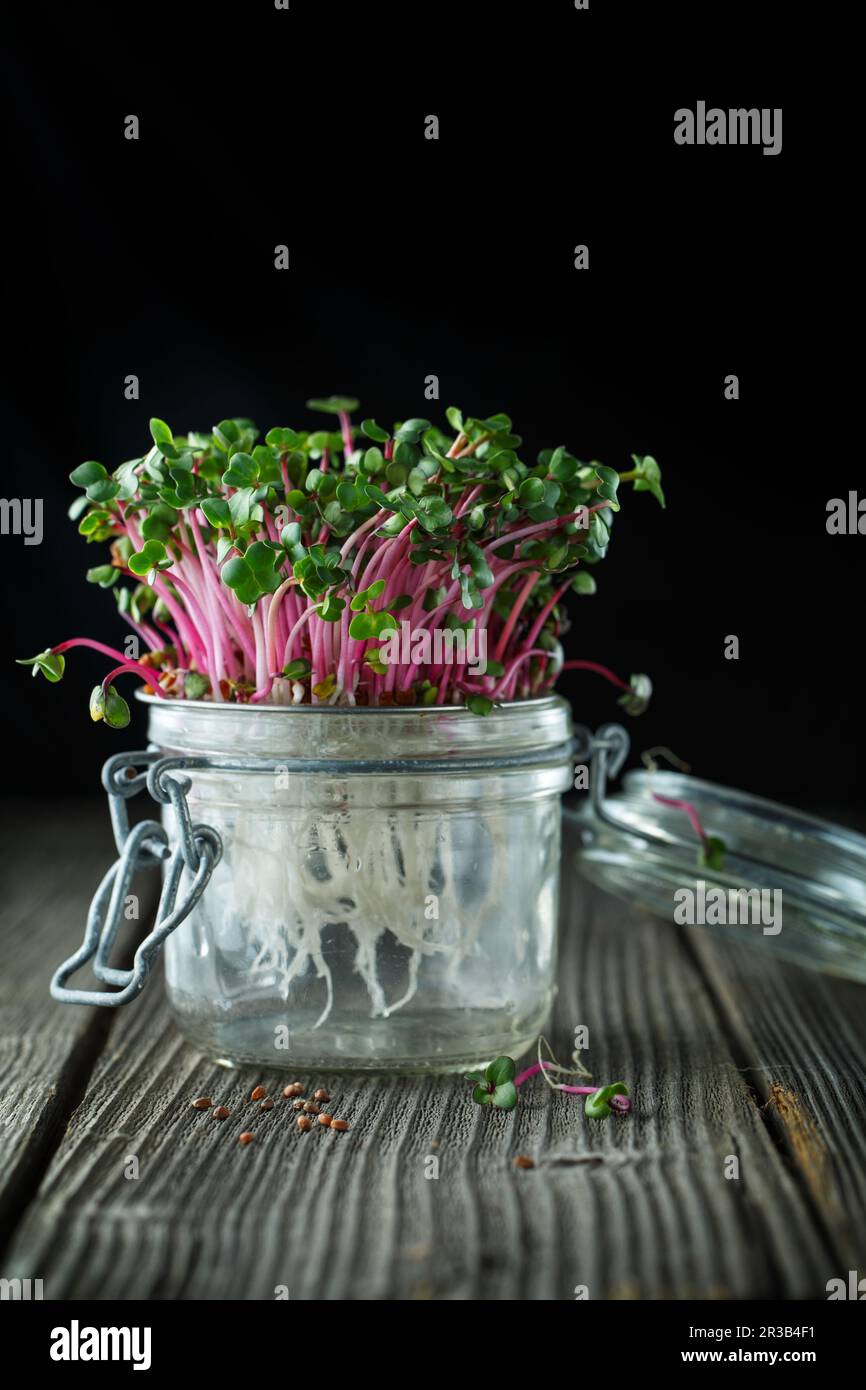 Close-up of radish microgreens - green leaves and purple stems ...