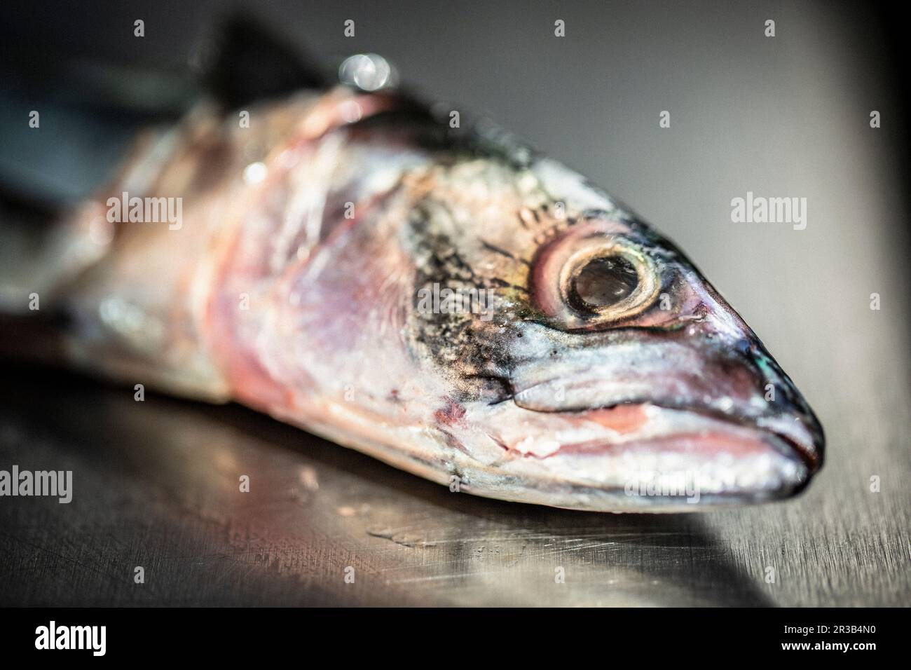 A fish head (close-up Stock Photo - Alamy