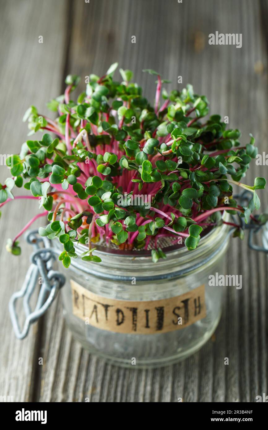 Close-up of radish microgreens - green leaves and purple stems ...