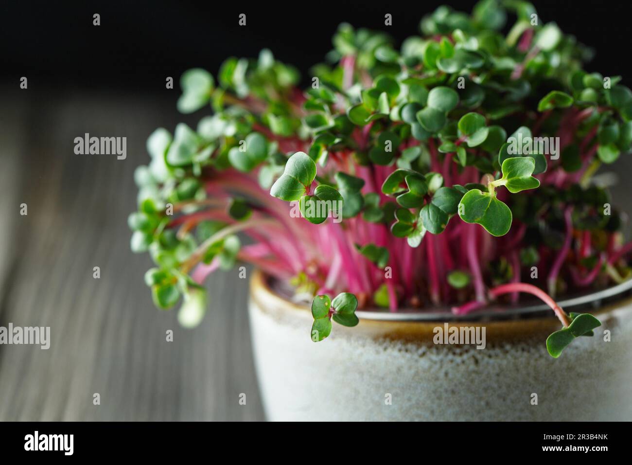 Close-up of radish microgreens - green leaves and purple stems ...