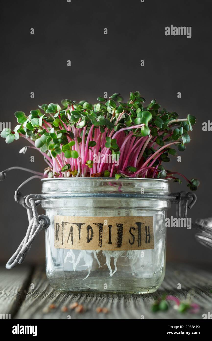 Close-up of radish microgreens - green leaves and purple stems ...
