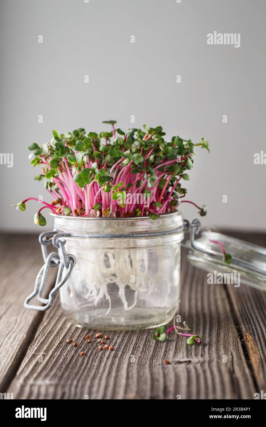 Close-up of radish microgreens - green leaves and purple stems ...