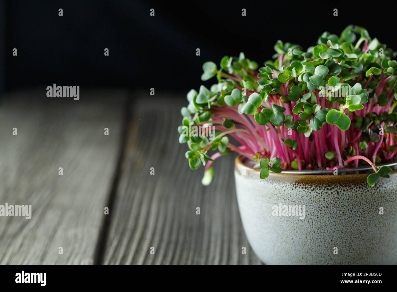 Close-up of radish microgreens - green leaves and purple stems ...