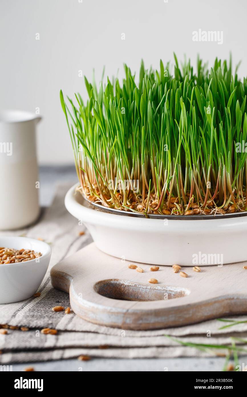 Sprouting Microgreens. Sprouting dish for green shoots. Seed ...