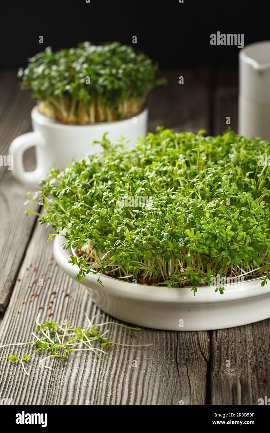 Close-up of watercress salad microgreens, green leaves and stems ...