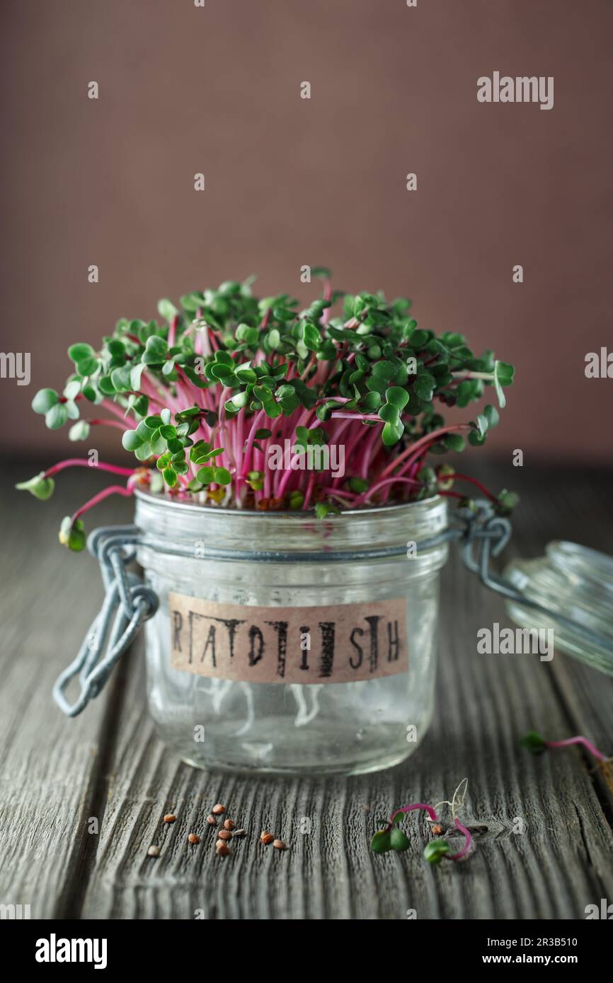 Close-up of radish microgreens - green leaves and purple stems ...