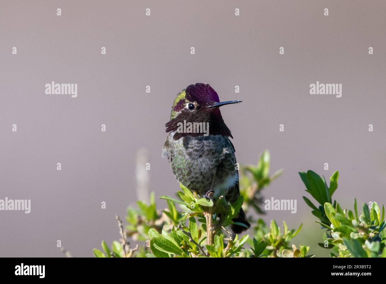 Anna's hummingbird on a perch Stock Photo - Alamy