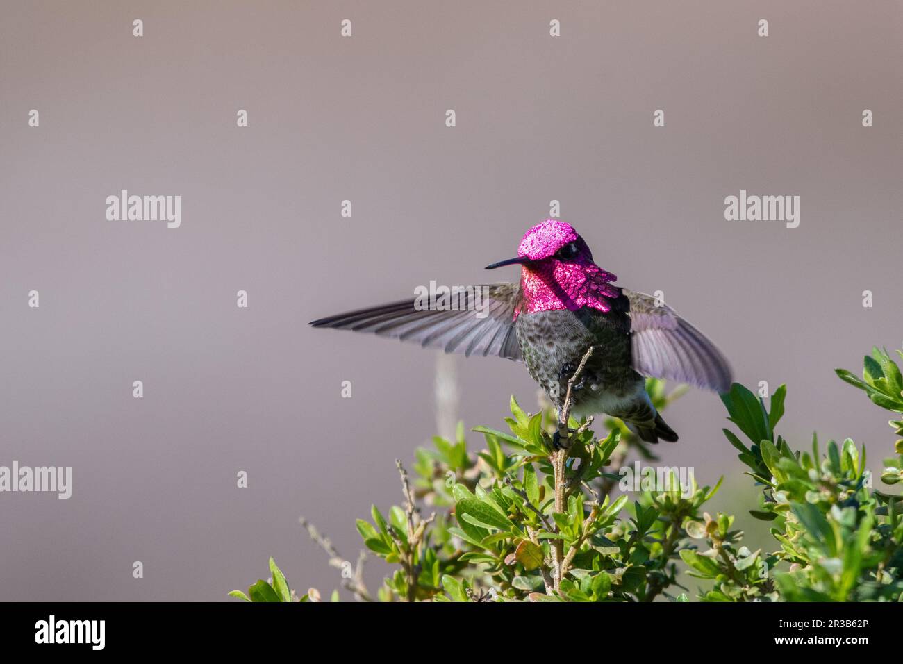 Anna's hummingbird on a perch Stock Photo - Alamy