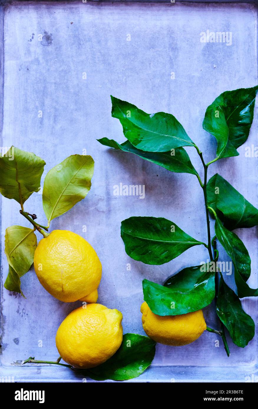Lemon life style Stock Photo - Alamy