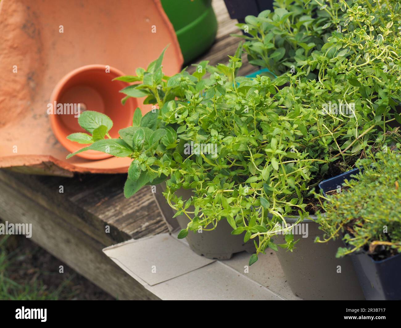 Fresh organic herbs and garden tools on a wooden terrace, urban ...