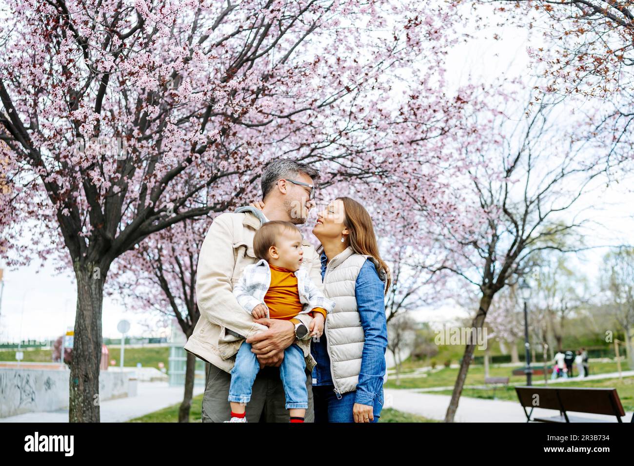 Father and mother with son standing under cherry blossom tree Stock ...