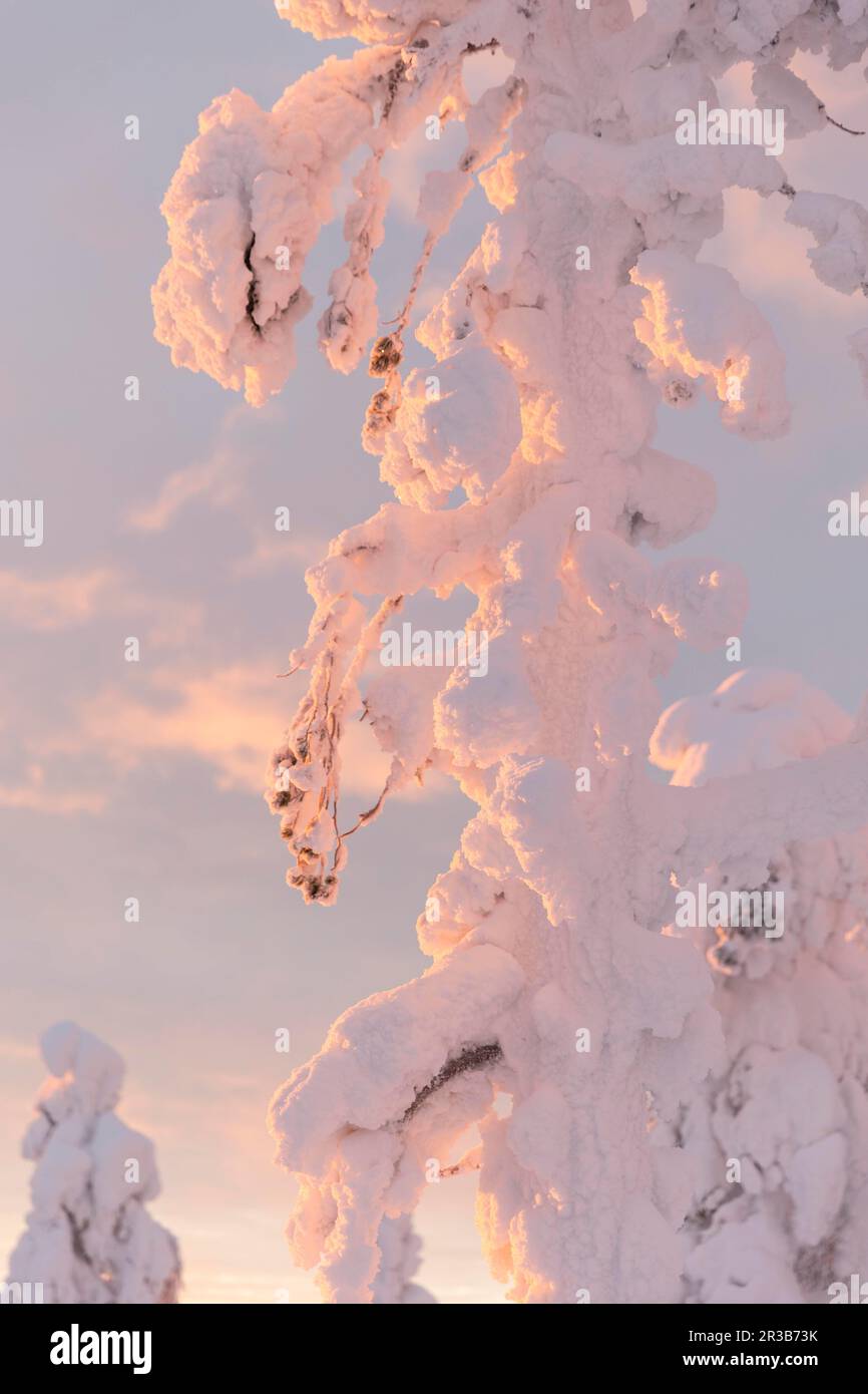 Frozen branches of tree with snow Stock Photo - Alamy