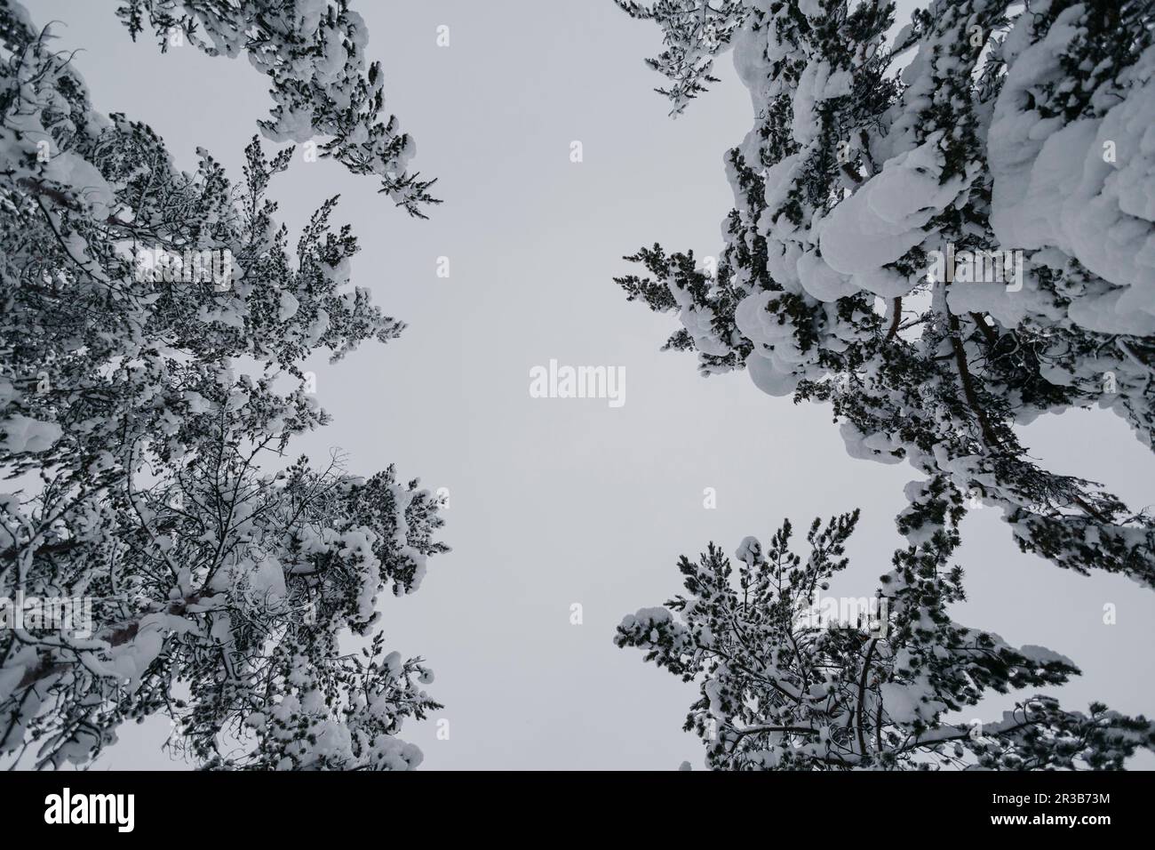 Trees under hi-res stock photography and images - Alamy