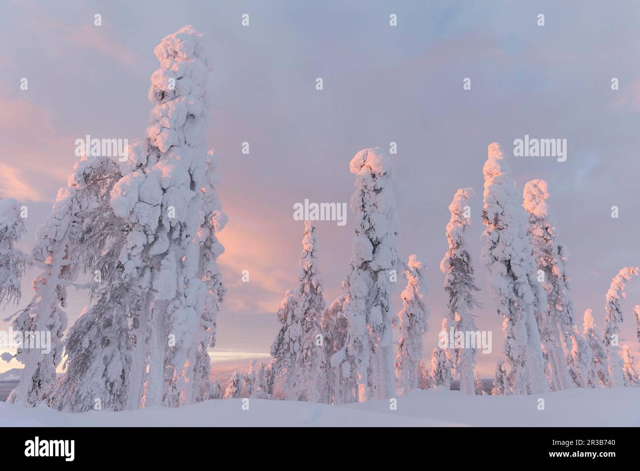 Tall trees with snow hi-res stock photography and images - Alamy