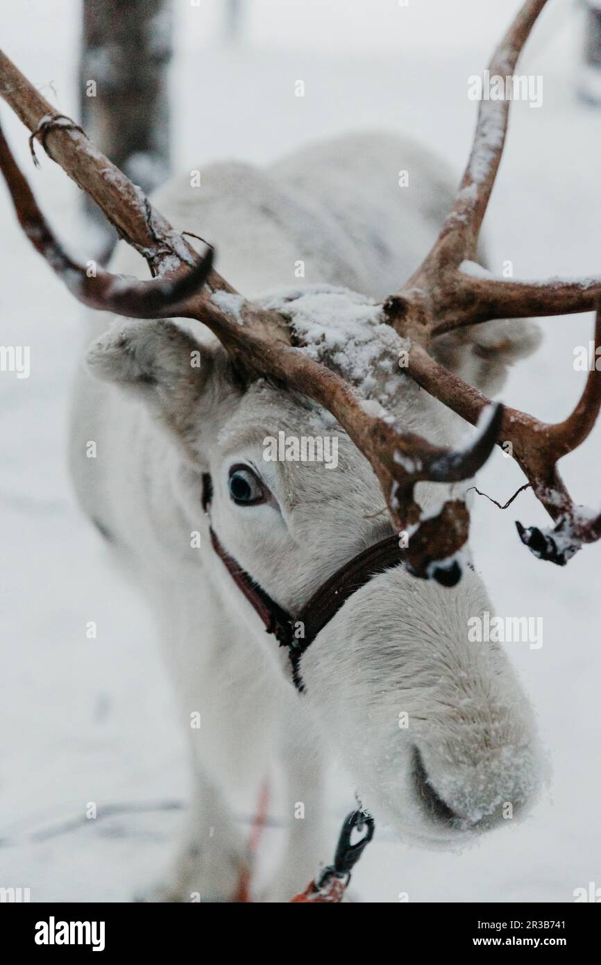 Foreground reindeer hi-res stock photography and images - Alamy