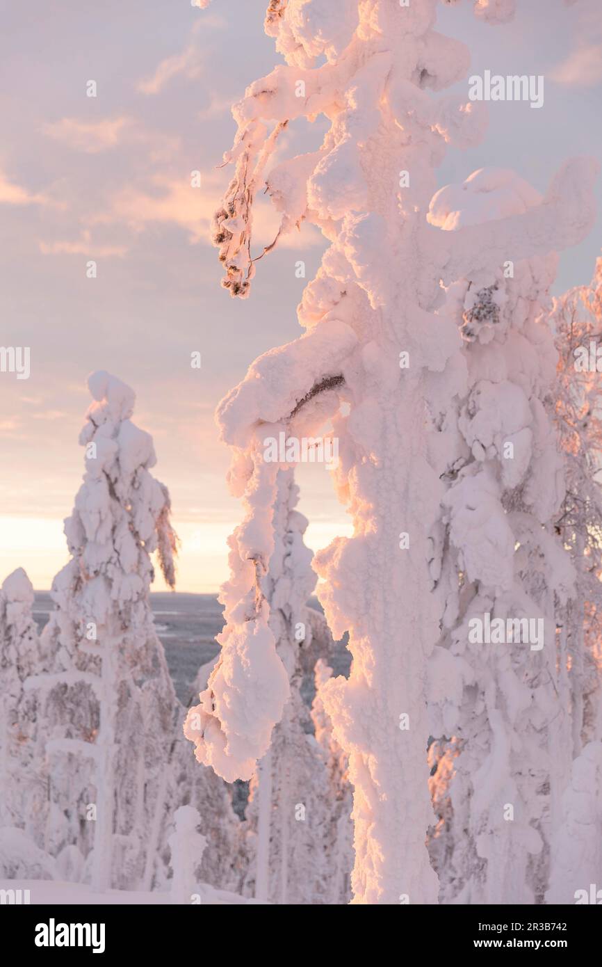 Frozen trees with snow in winter Stock Photo - Alamy