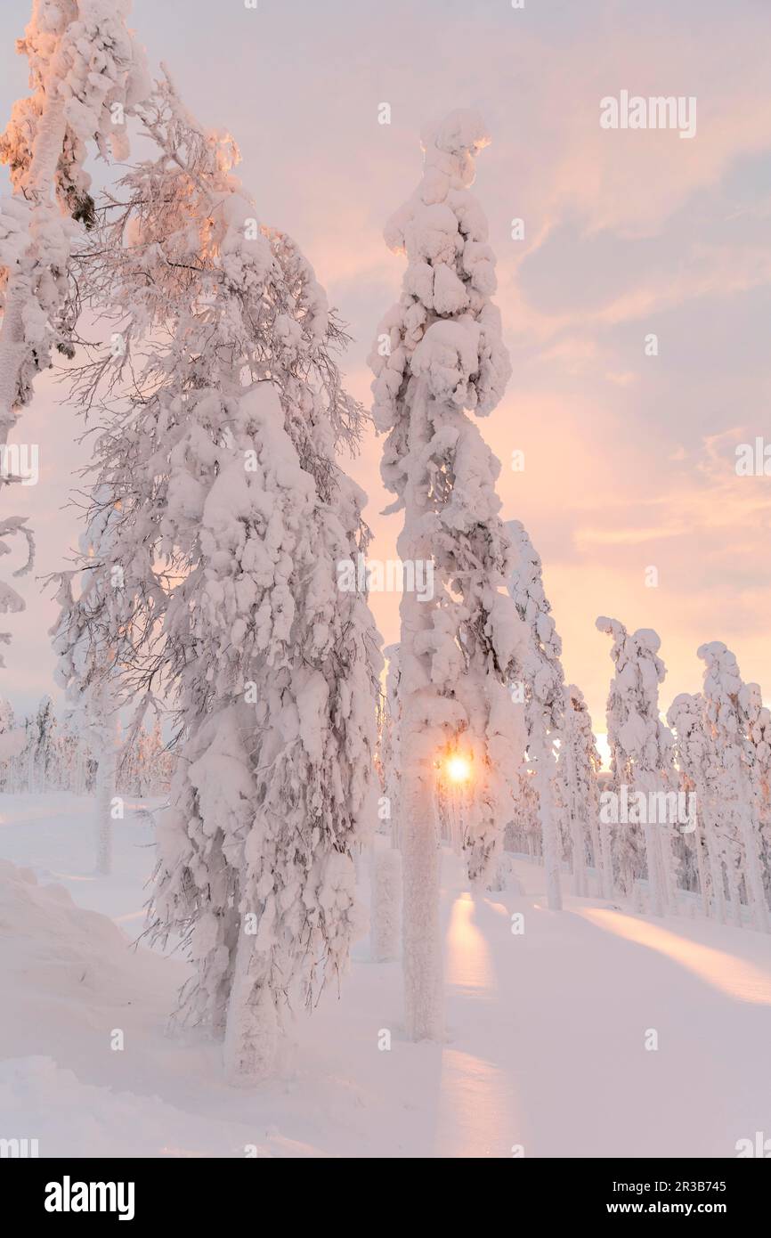 Frozen trees and landscape hi-res stock photography and images - Alamy