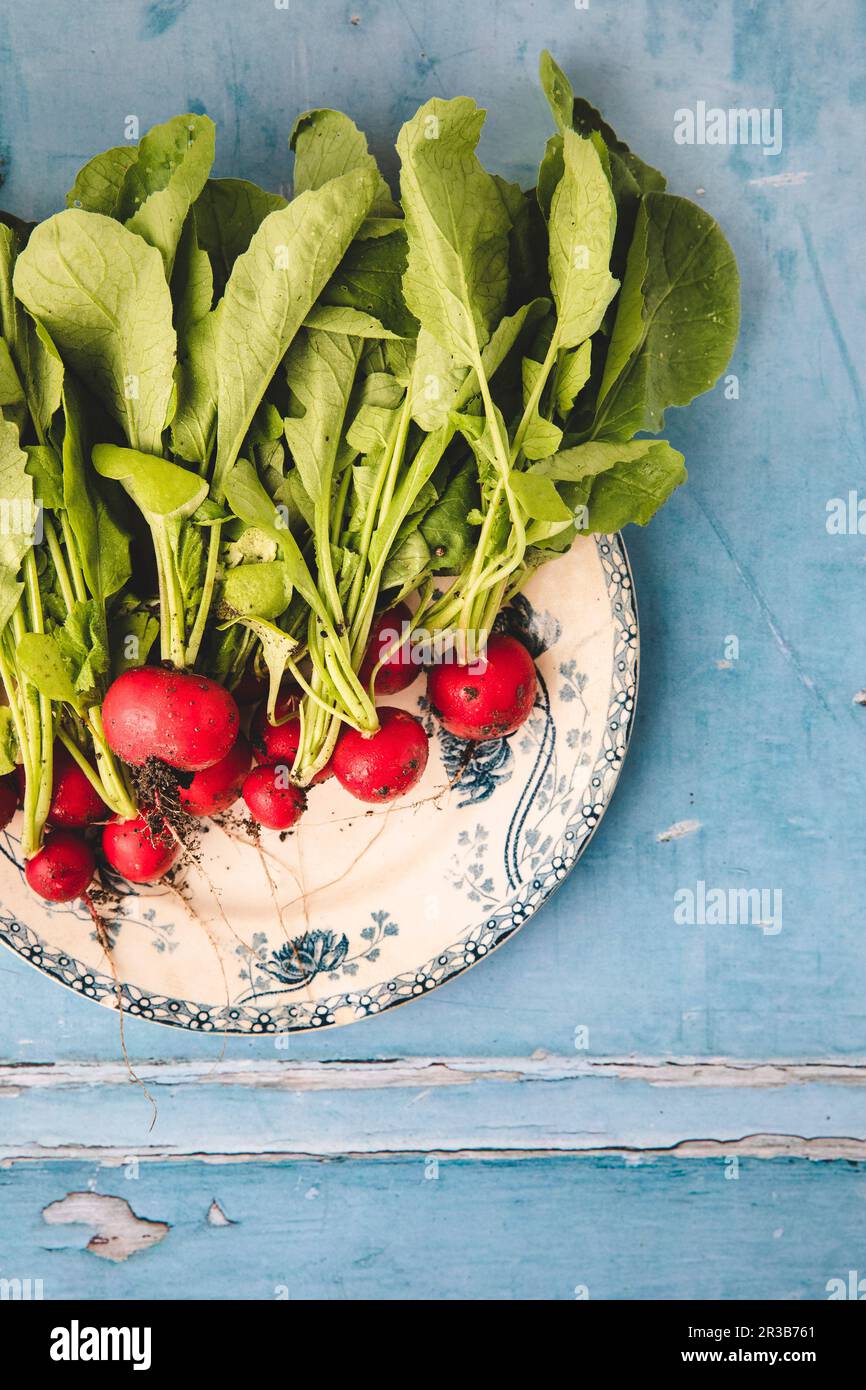 Fresh radishes on a vintage plate Stock Photo - Alamy