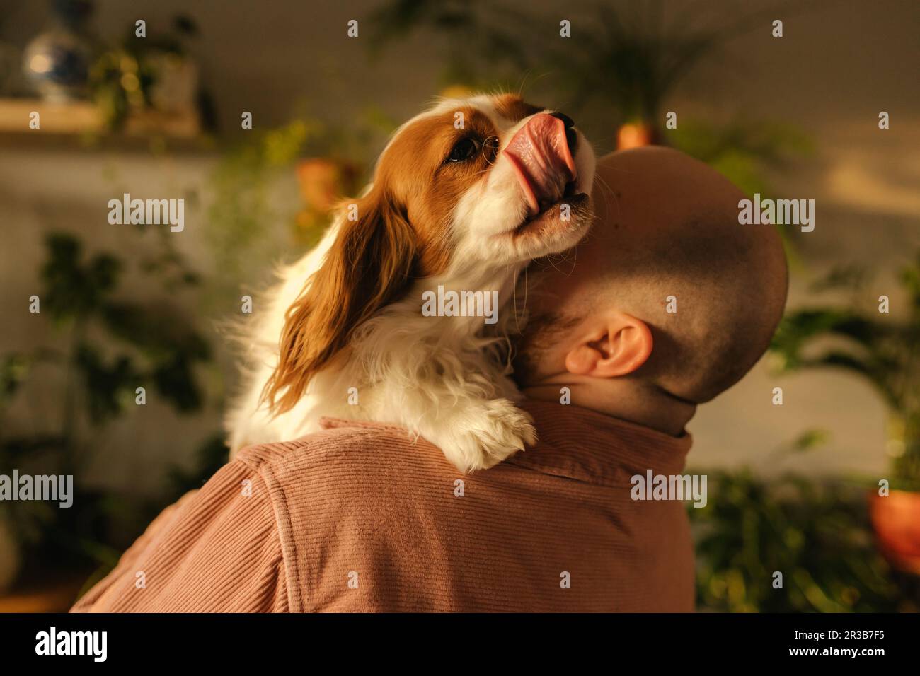 Puppy on shoulder hi-res stock photography and images - Alamy
