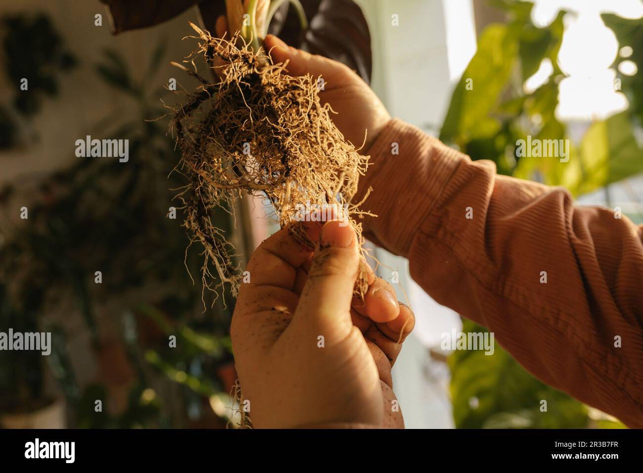 Man's hands removing dead roots of plant at home Stock Photo - Alamy