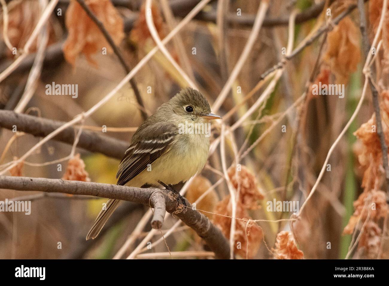 Pacific Slope Flycatcher