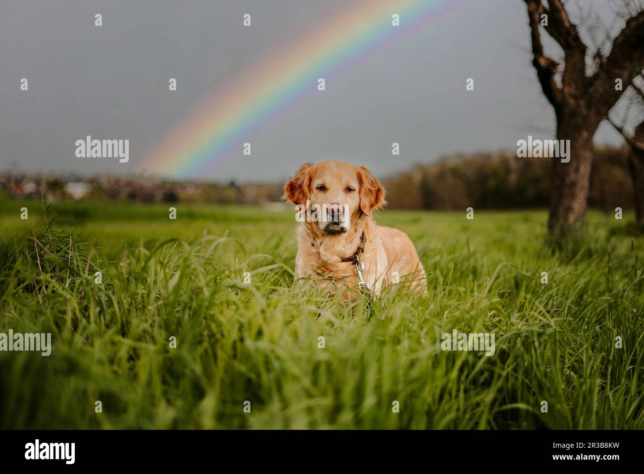 senior golden retriever family dog with a rainbow on a field in nature ...