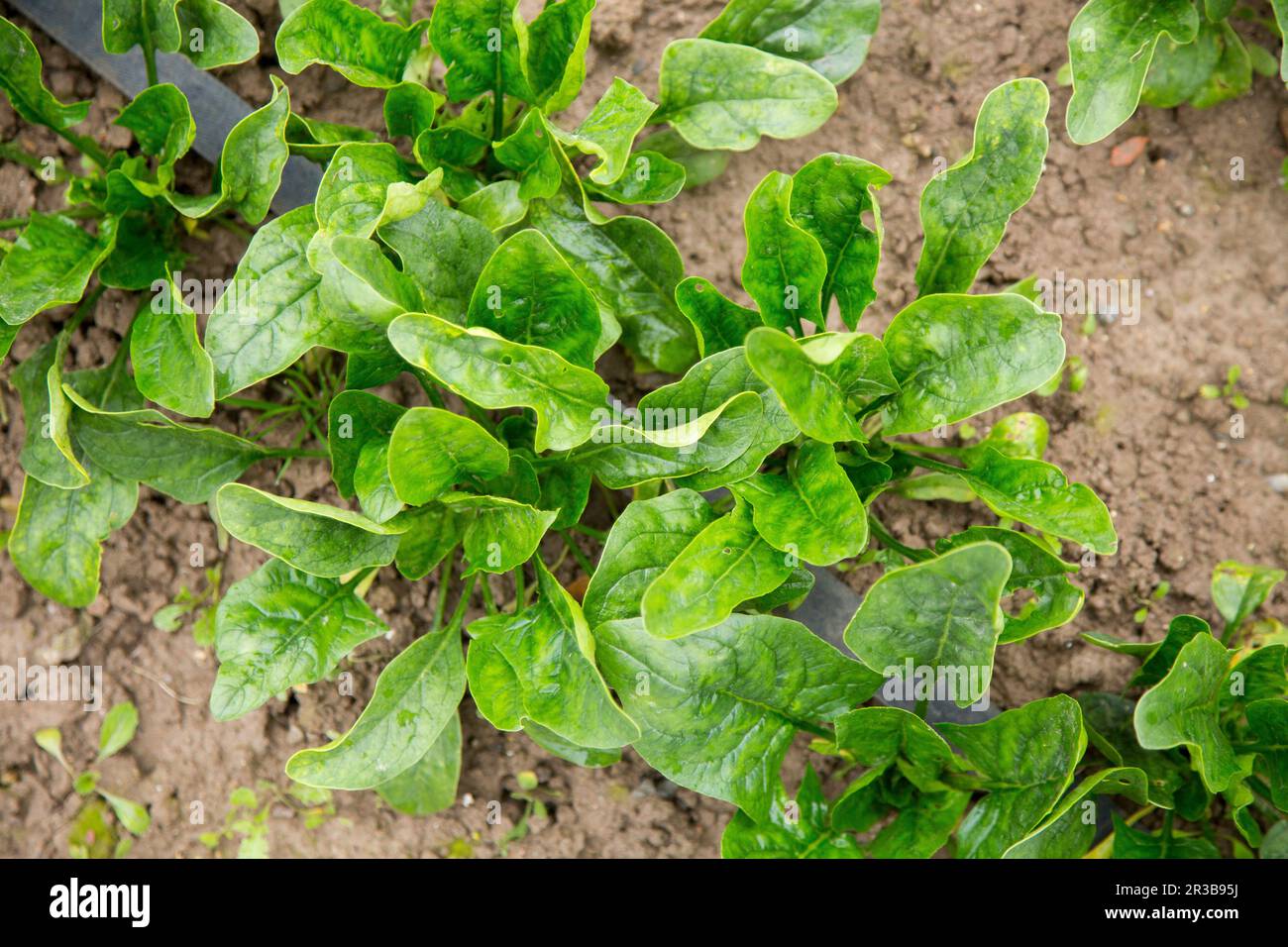 Spinach plants in a vegetable patch Stock Photo - Alamy