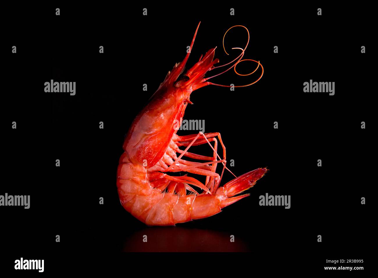 Red prawns spain hi-res stock photography and images - Alamy