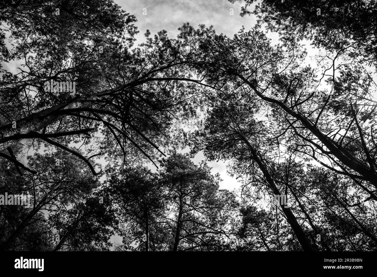 Pine tree in lush Black and White Stock Photos & Images - Alamy