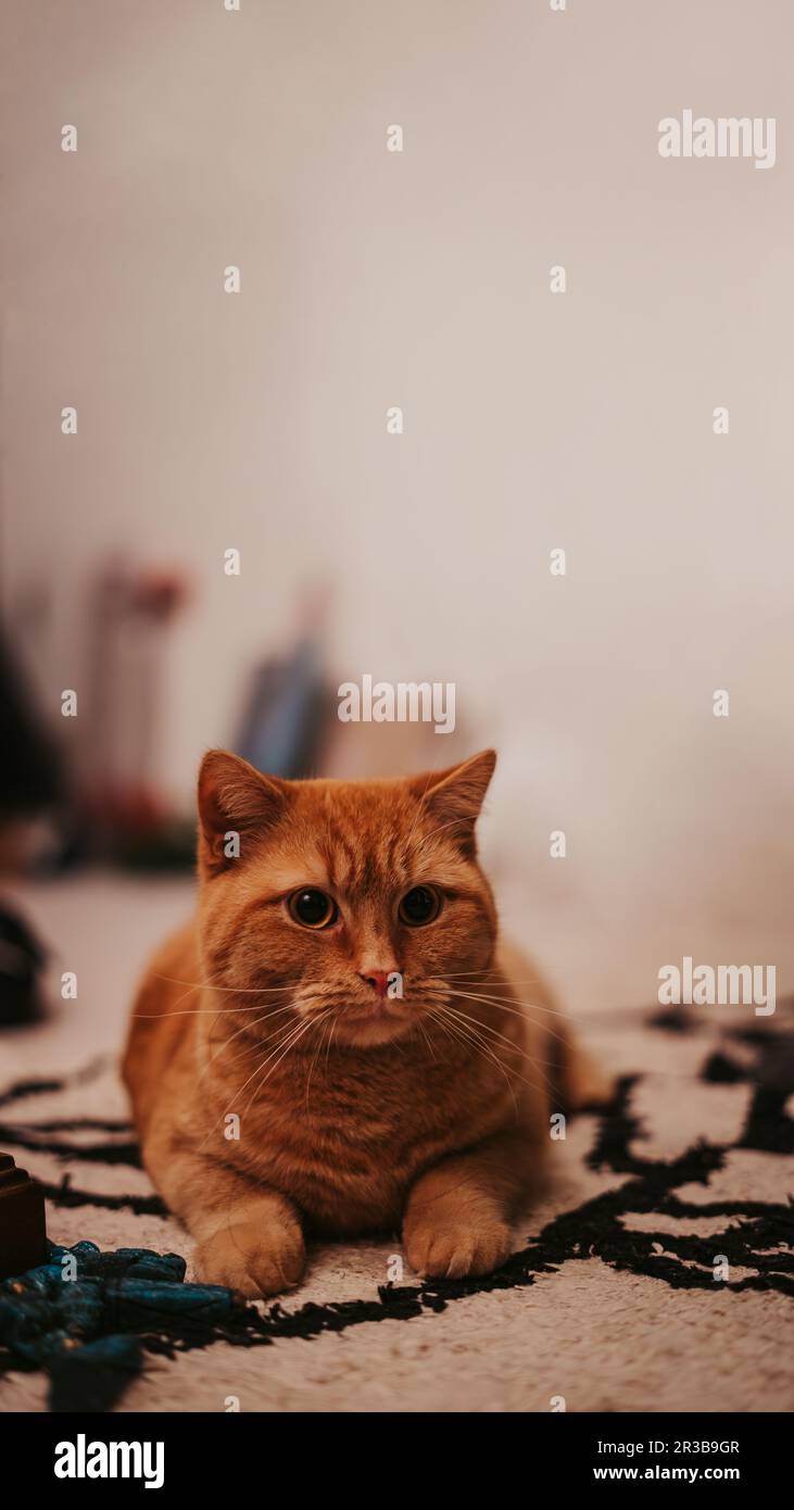 upright portrait of a red ginger cat indoor with space for text Stock ...