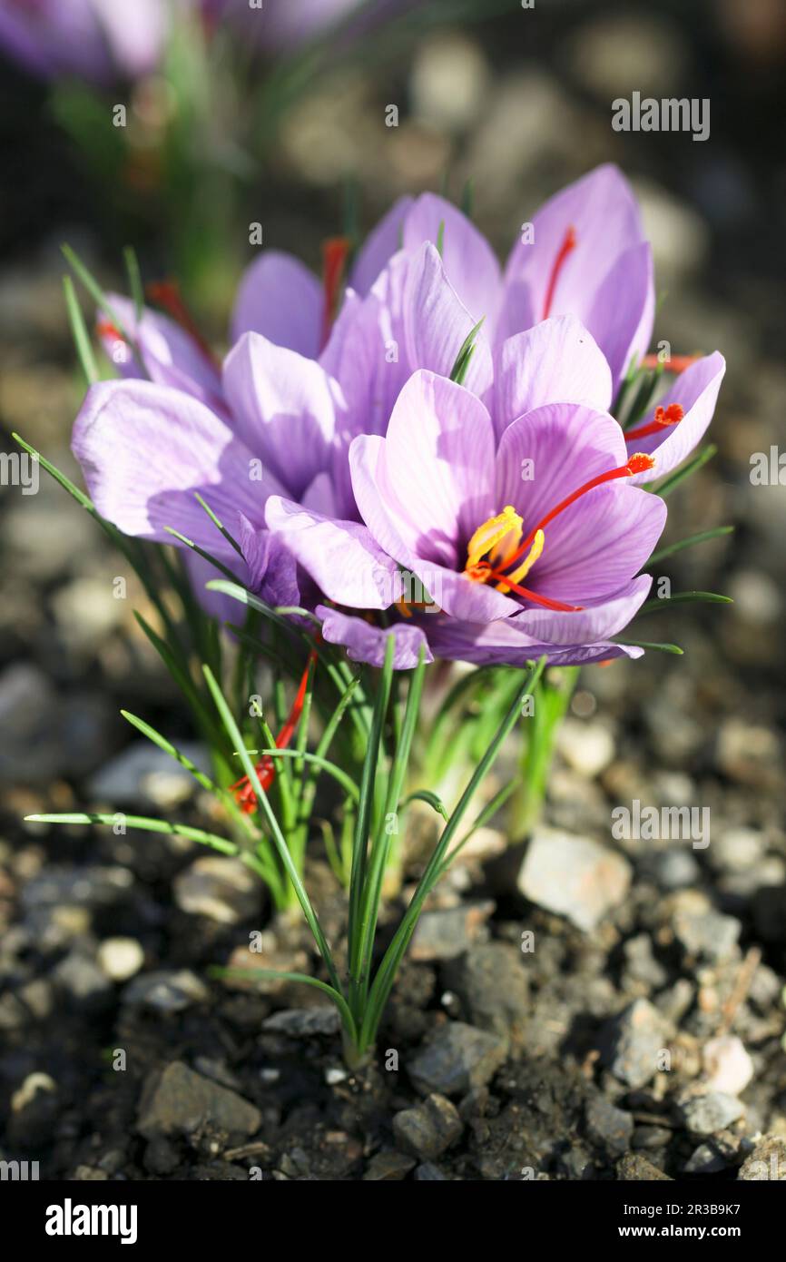 Saffron crocus flowers growing in the soil, ready for harvest Stock ...