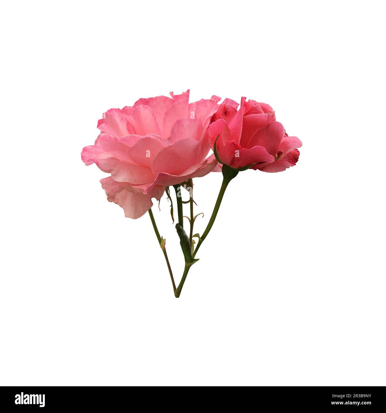Pink isolated rose without leaves delicate flower branch, cutout object ...