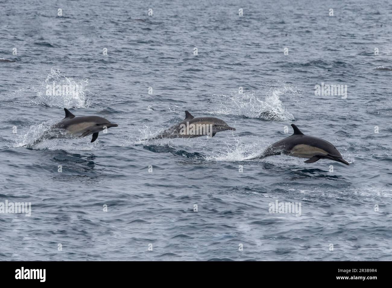 Dolphin hunt hi-res stock photography and images - Alamy
